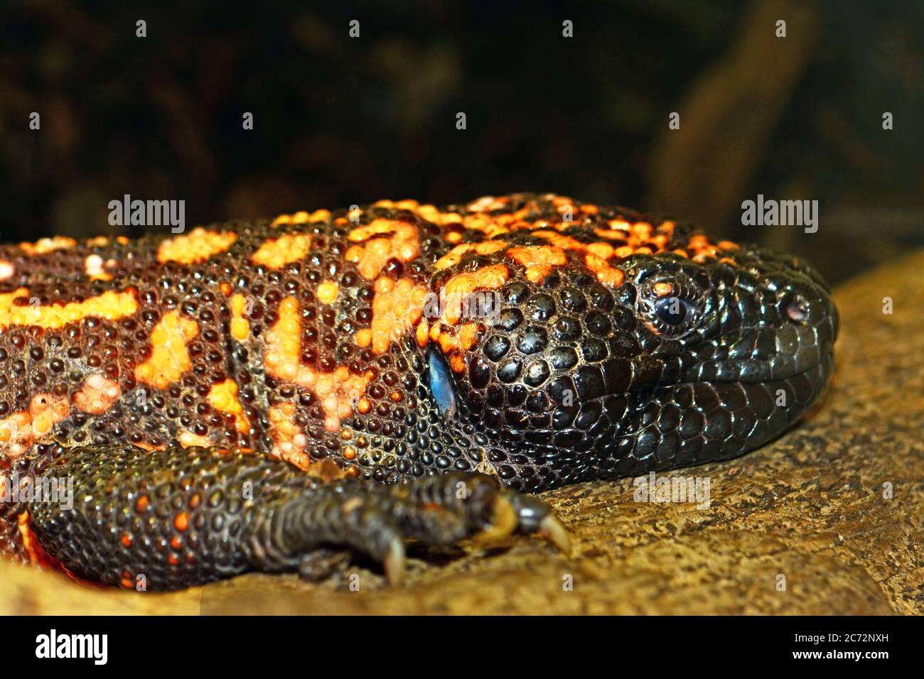 Gila monster hi-res stock photography and images - Alamy