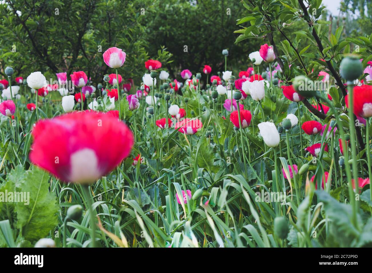 Red and white opium poppy fields. Beautiful colorful flowers of opium ...