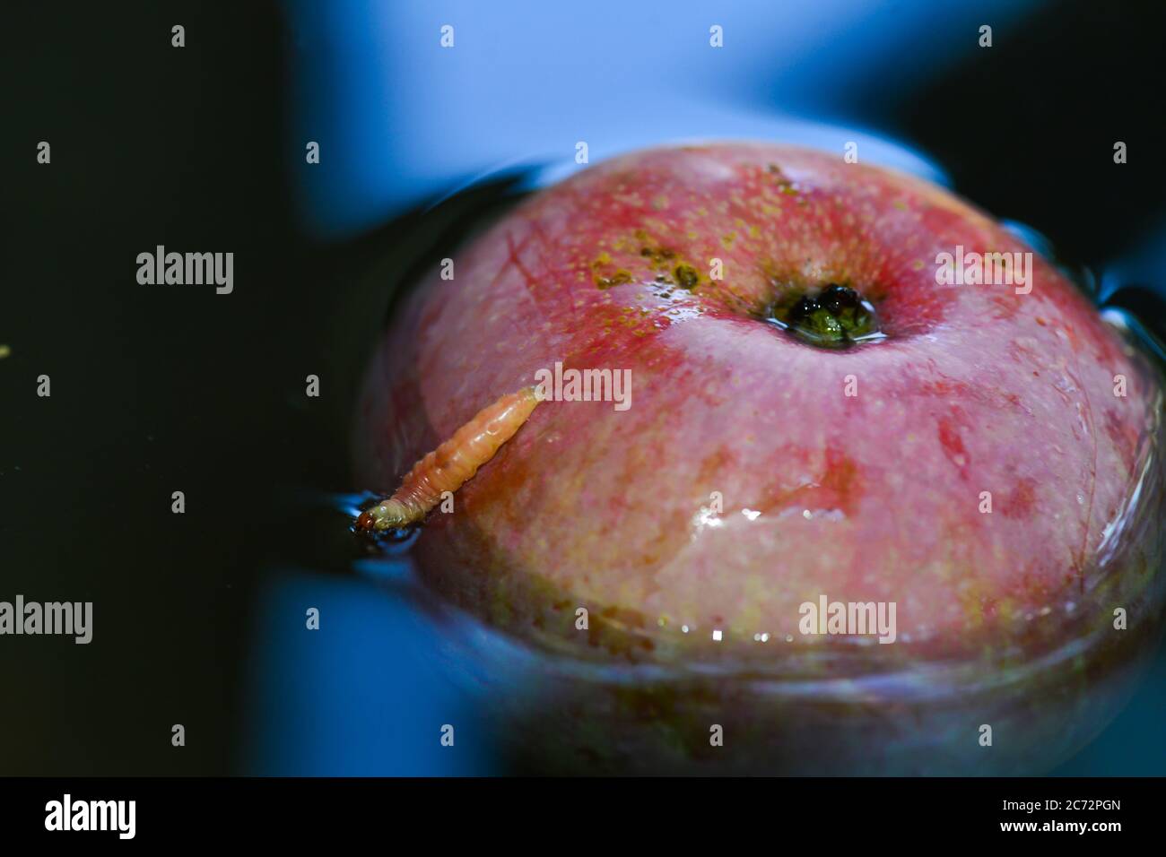 Fresh red apples floating on water in container Stock Photo - Alamy