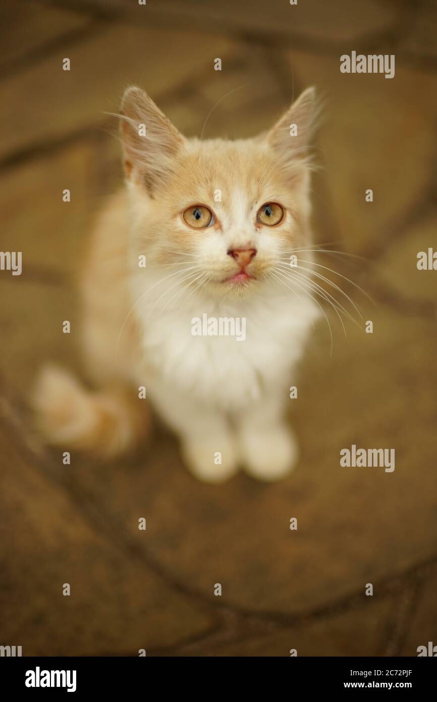 Cute fluffy beige kitten sitting on the old pavement Stock Photo - Alamy