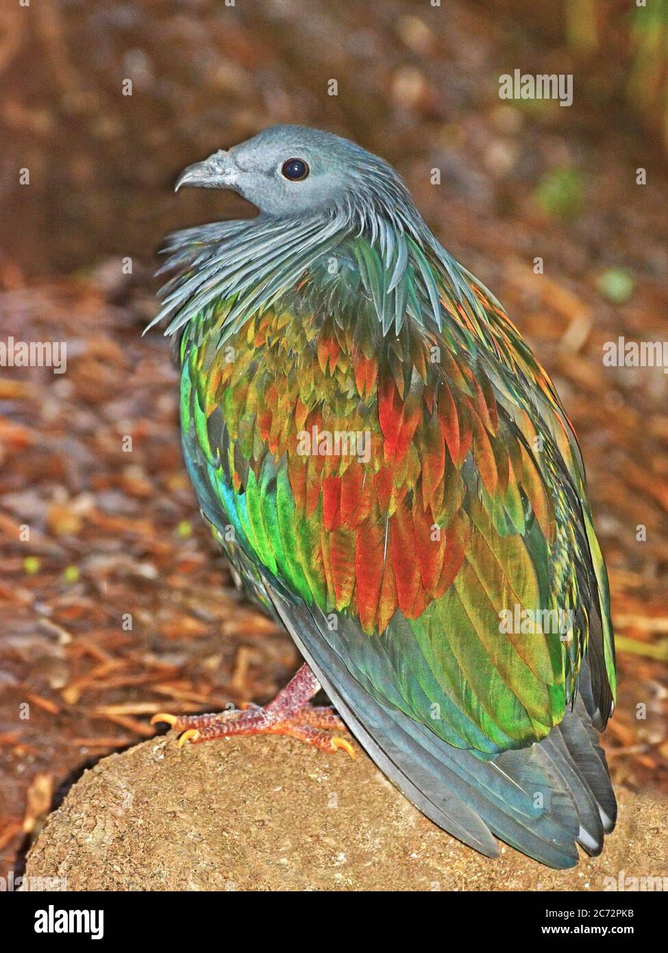 Jungle pigeon hi-res stock photography and images - Alamy