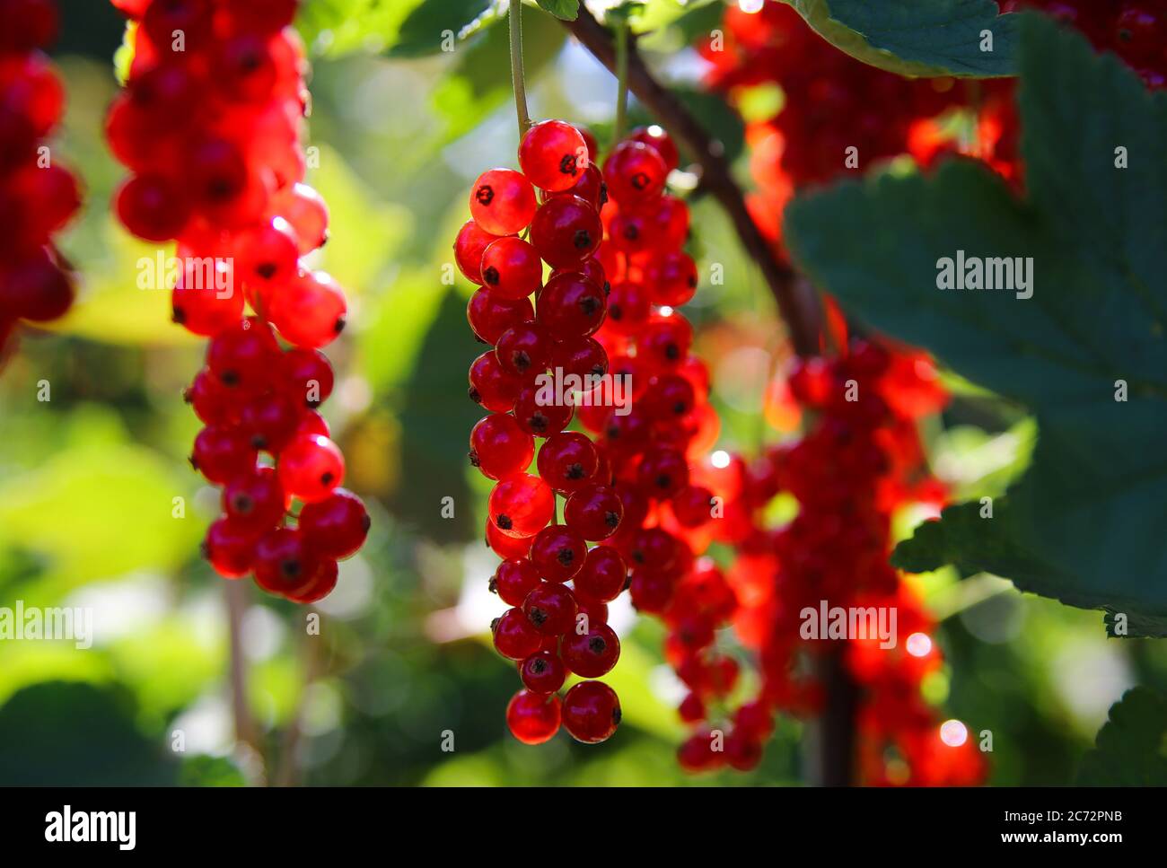Closeup of isolated bright ripe juicy gooseberries (ribes rubrum ...