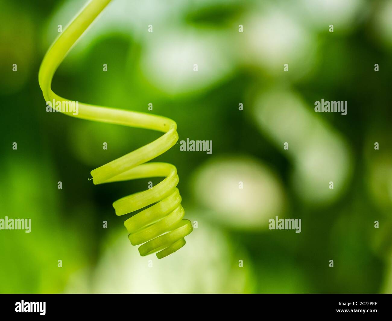 Golden ratio image hi-res stock photography and images - Alamy