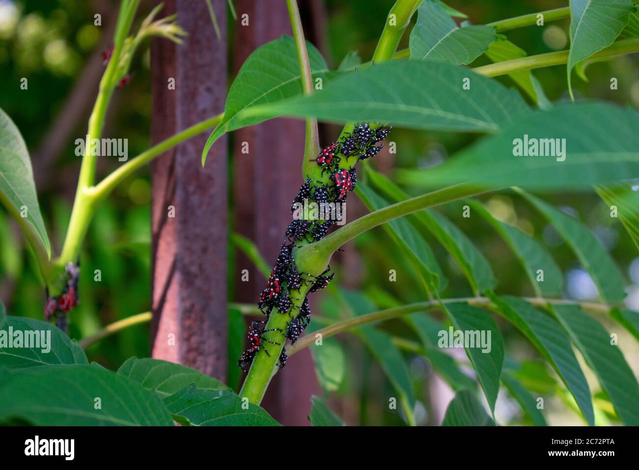 A Group of Red and Black Spotted Lanternfly Nymphs Resting on a Bright ...