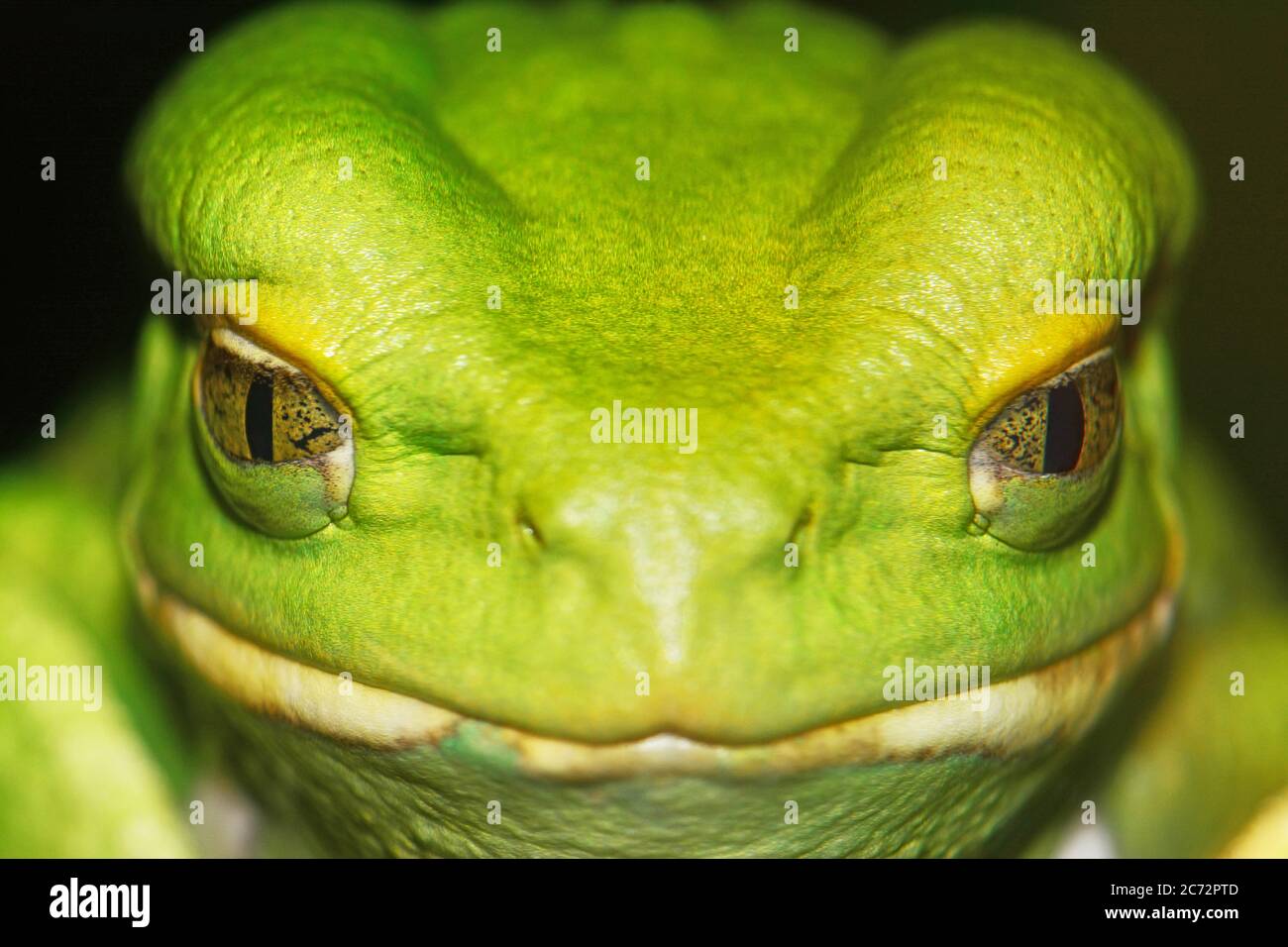 Toad Face To Face High Resolution Stock Photography and Images - Alamy