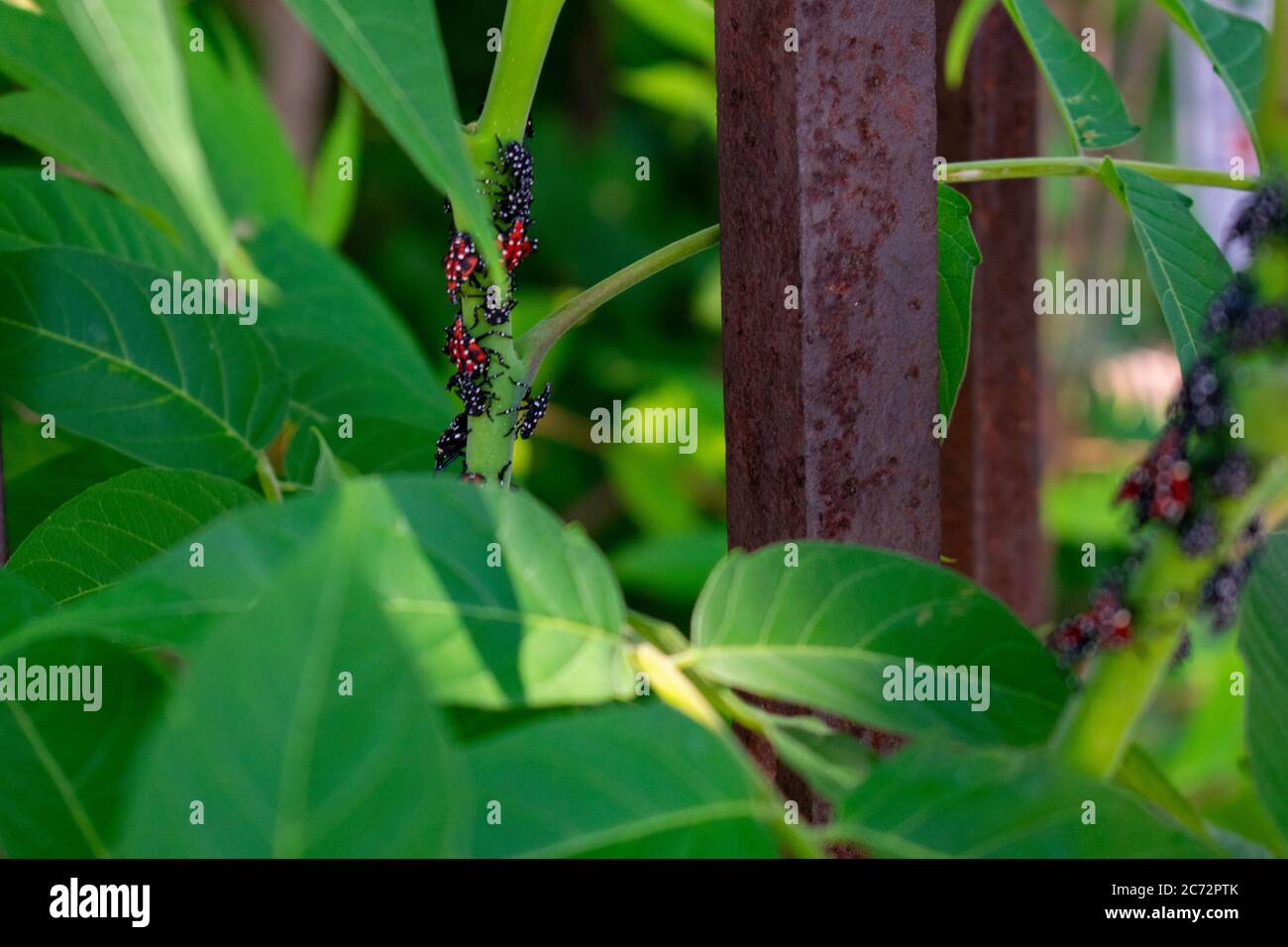 A Group of Red and Black Spotted Lanternfly Nymphs Resting on a Bright ...