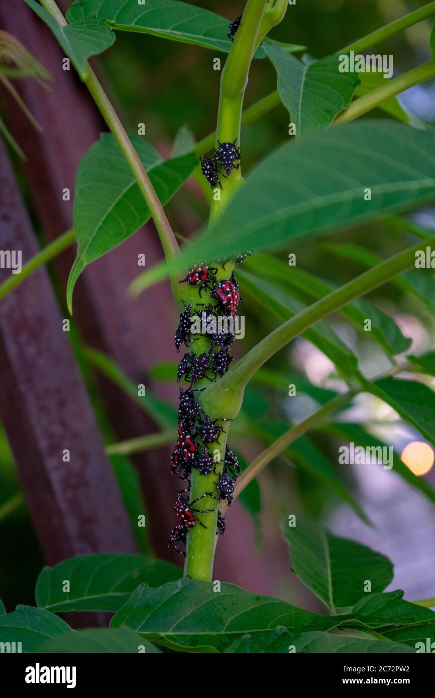 A Group of Red and Black Spotted Lanternfly Nymphs Resting on a Bright ...