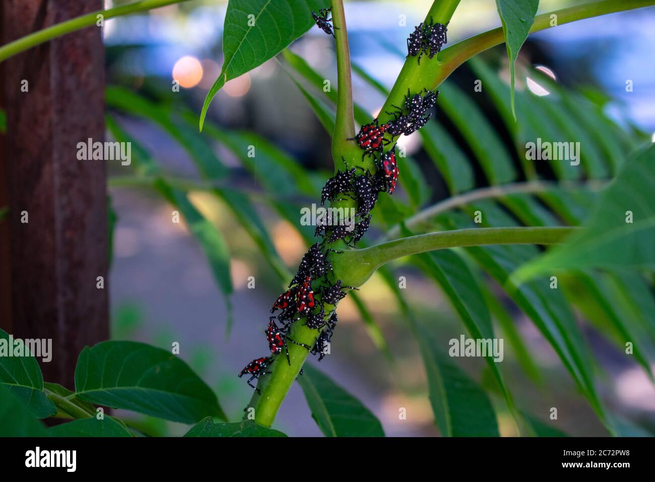 A Group of Red and Black Spotted Lanternfly Nymphs Resting on a Bright ...