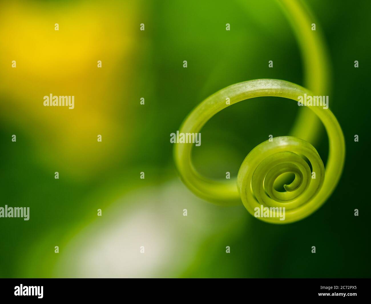 Selective focus on the mustache of a cucumber closeup. The mustache of ...