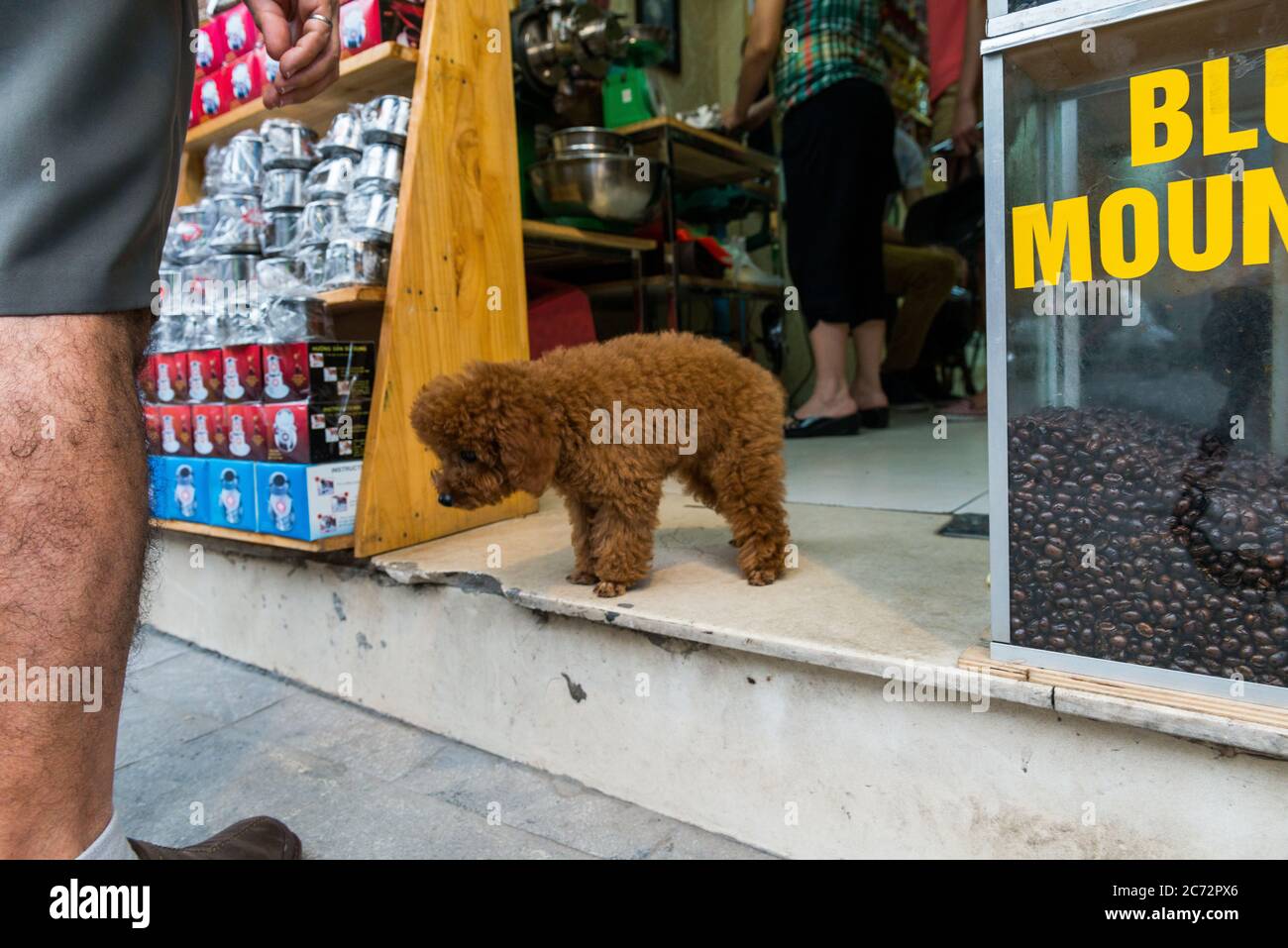 Cute red dog Stock Photo - Alamy