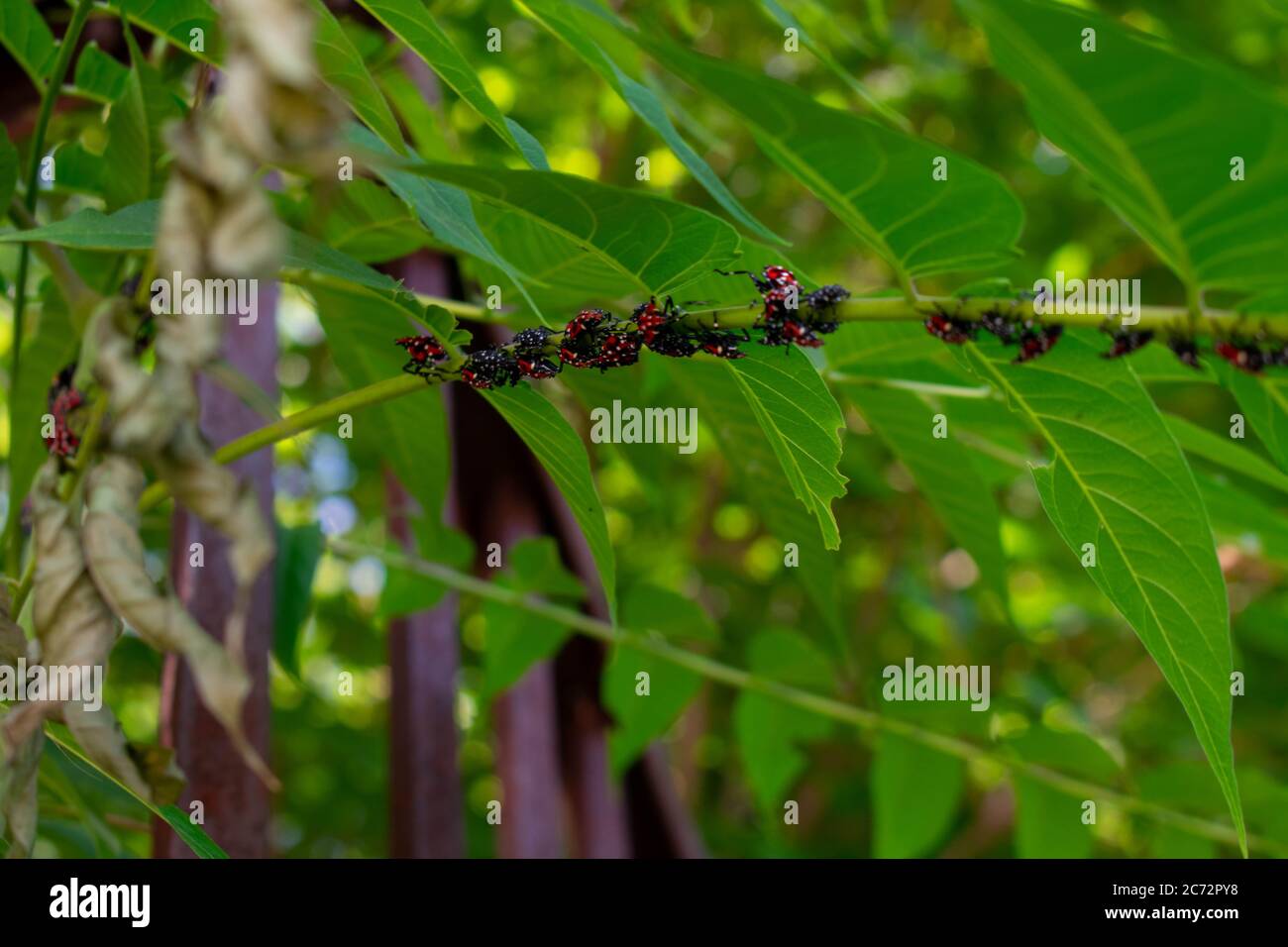 A Group of Red and Black Spotted Lanternfly Nymphs Resting on a Bright ...