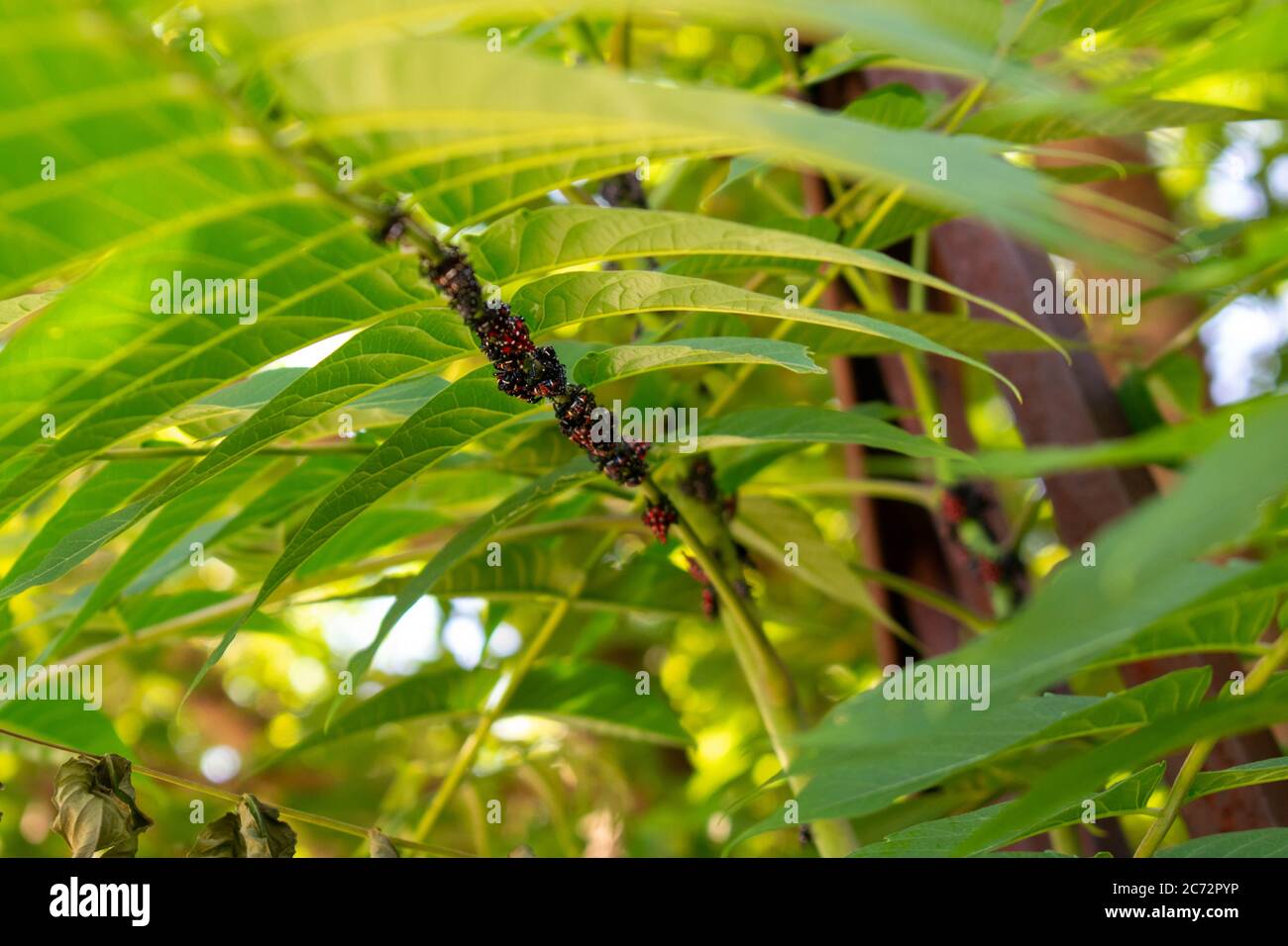 A Group of Red and Black Spotted Lanternfly Nymphs Resting on a Bright ...