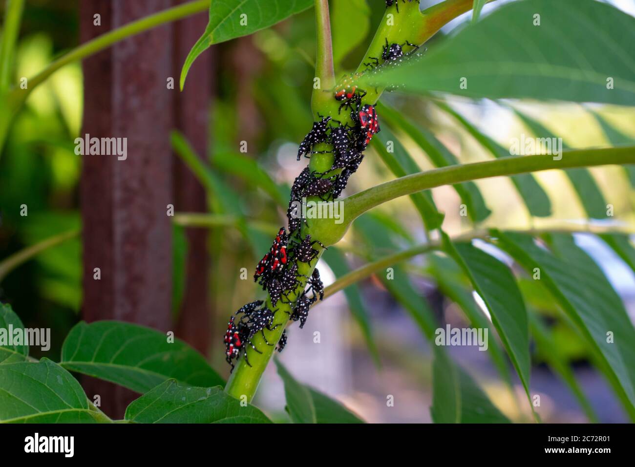 A Group of Red and Black Spotted Lanternfly Nymphs Resting on a Bright ...