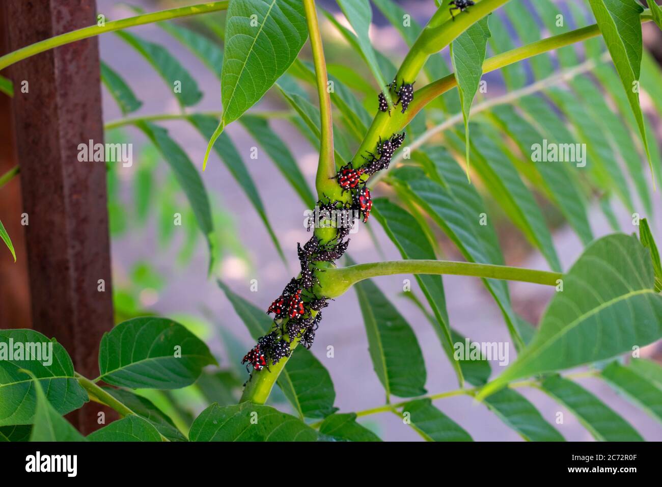 A Group of Red and Black Spotted Lanternfly Nymphs Resting on a Bright ...