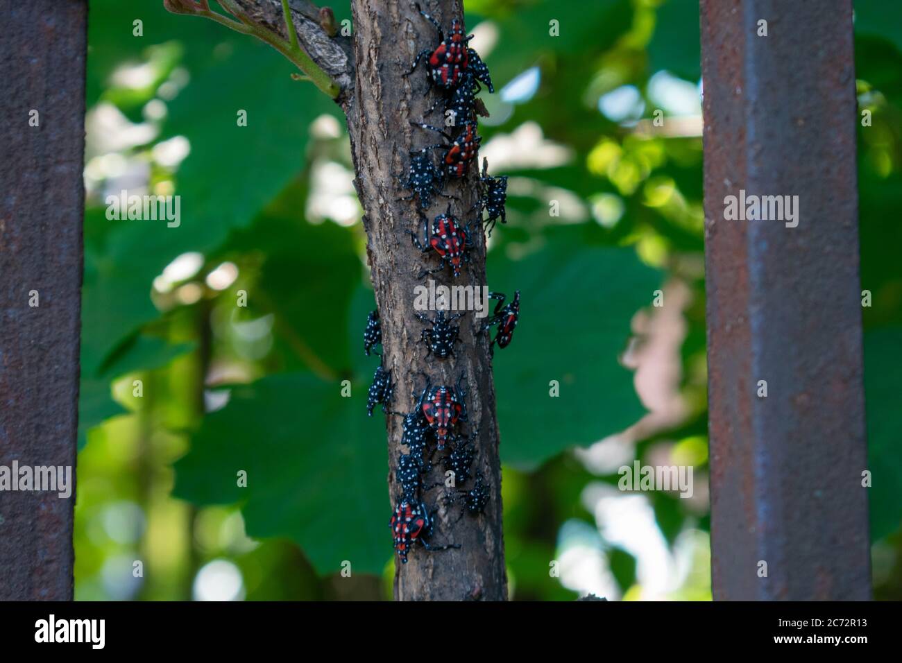 A Group of Red and Black Spotted Lanternfly Nymphs Resting on a Small ...