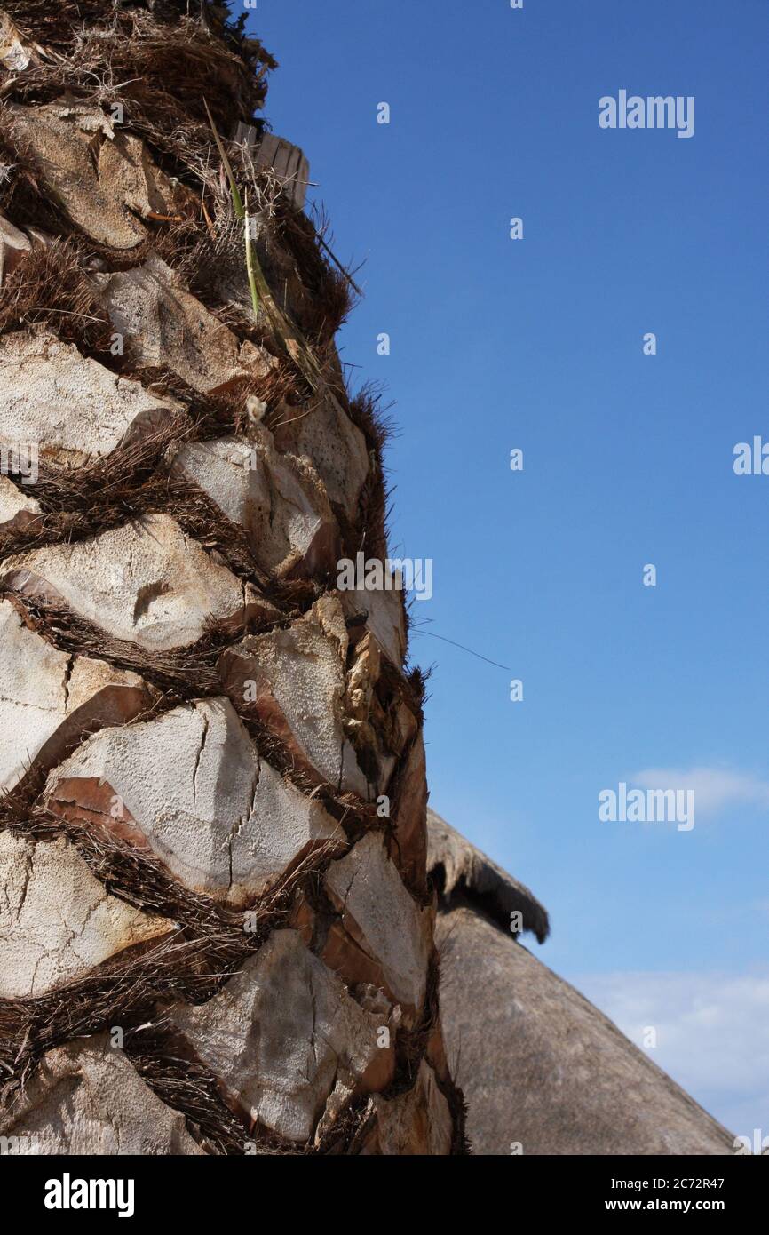 Palm tree trunk close up of bark and patterns Stock Photo - Alamy