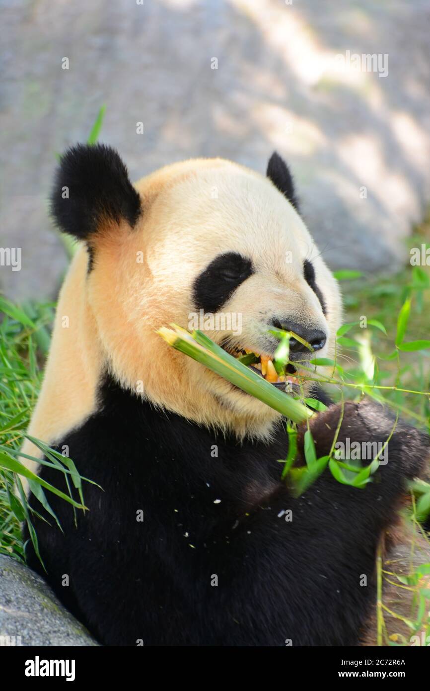 Giant panda eats bamboo Stock Photo - Alamy