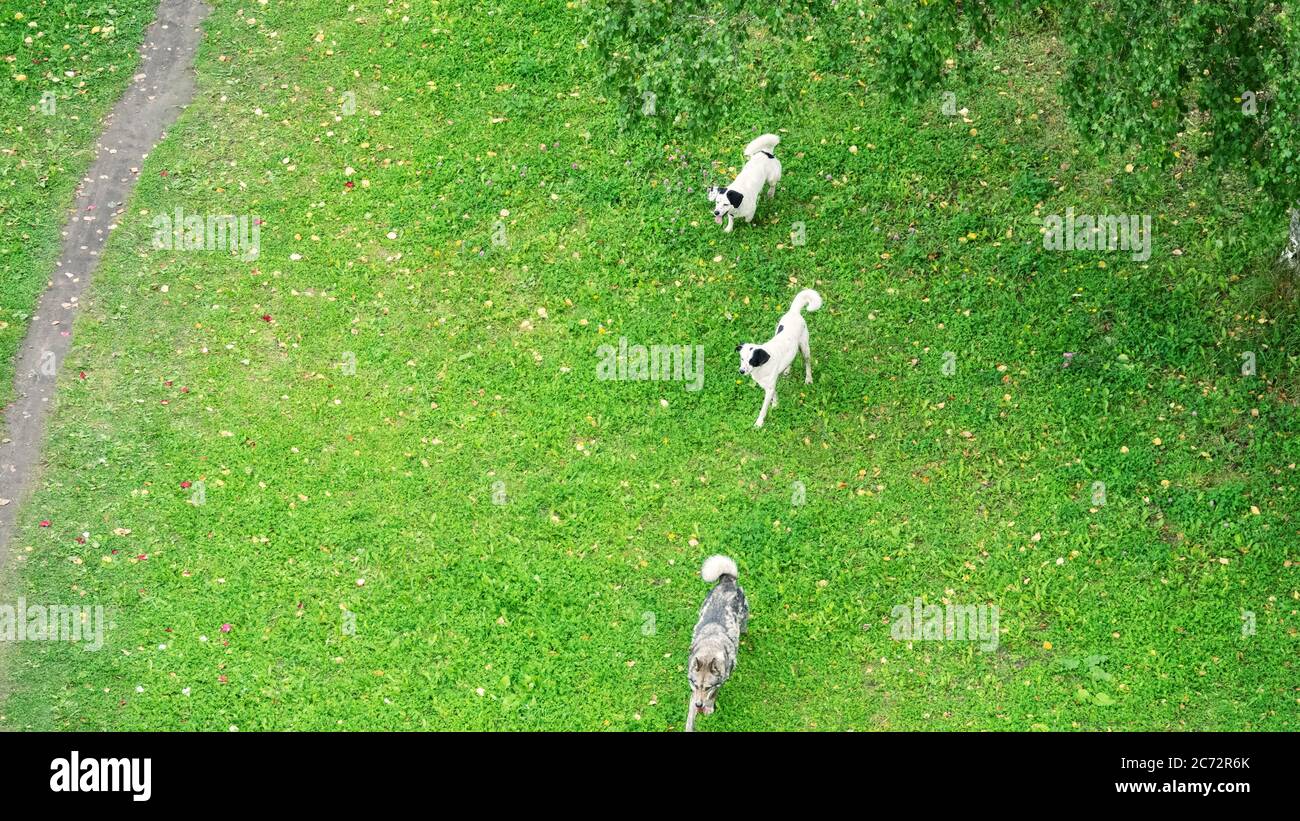 Pack of stray dogs in a village on a green lawn. The view from top ...