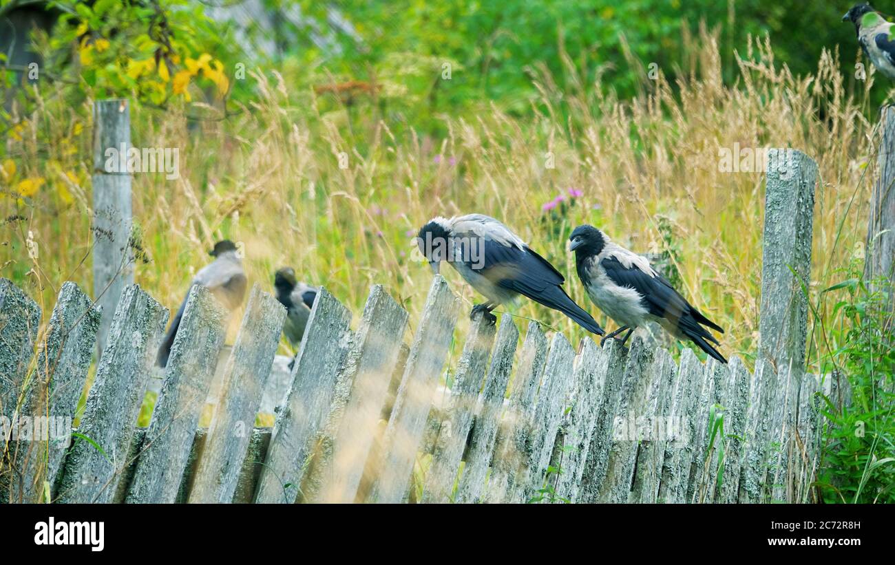 A flock of crows sits on an old wooden fence in the village. A brood of ...