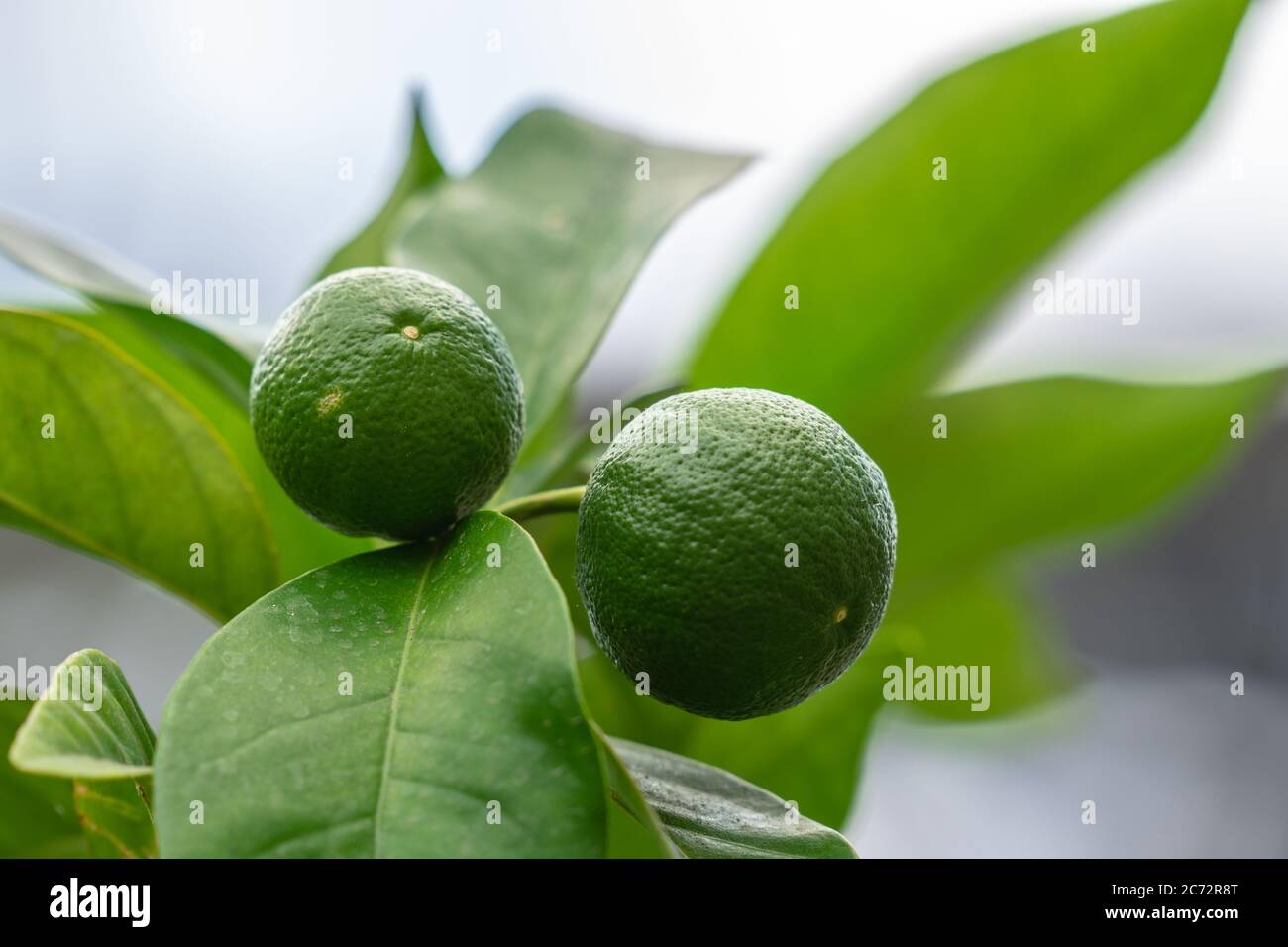 A lime is a citrus fruit, which is typically round, green in color, 3,6 ...