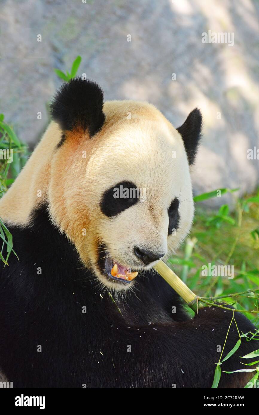 Giant panda eats bamboo Stock Photo - Alamy