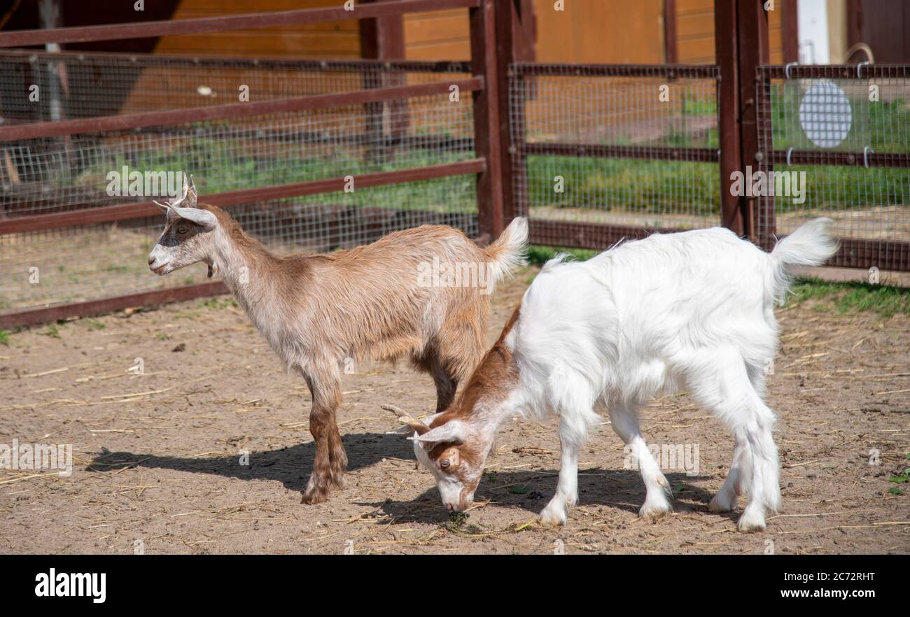 Kids enjoying zoo hi-res stock photography and images - Alamy