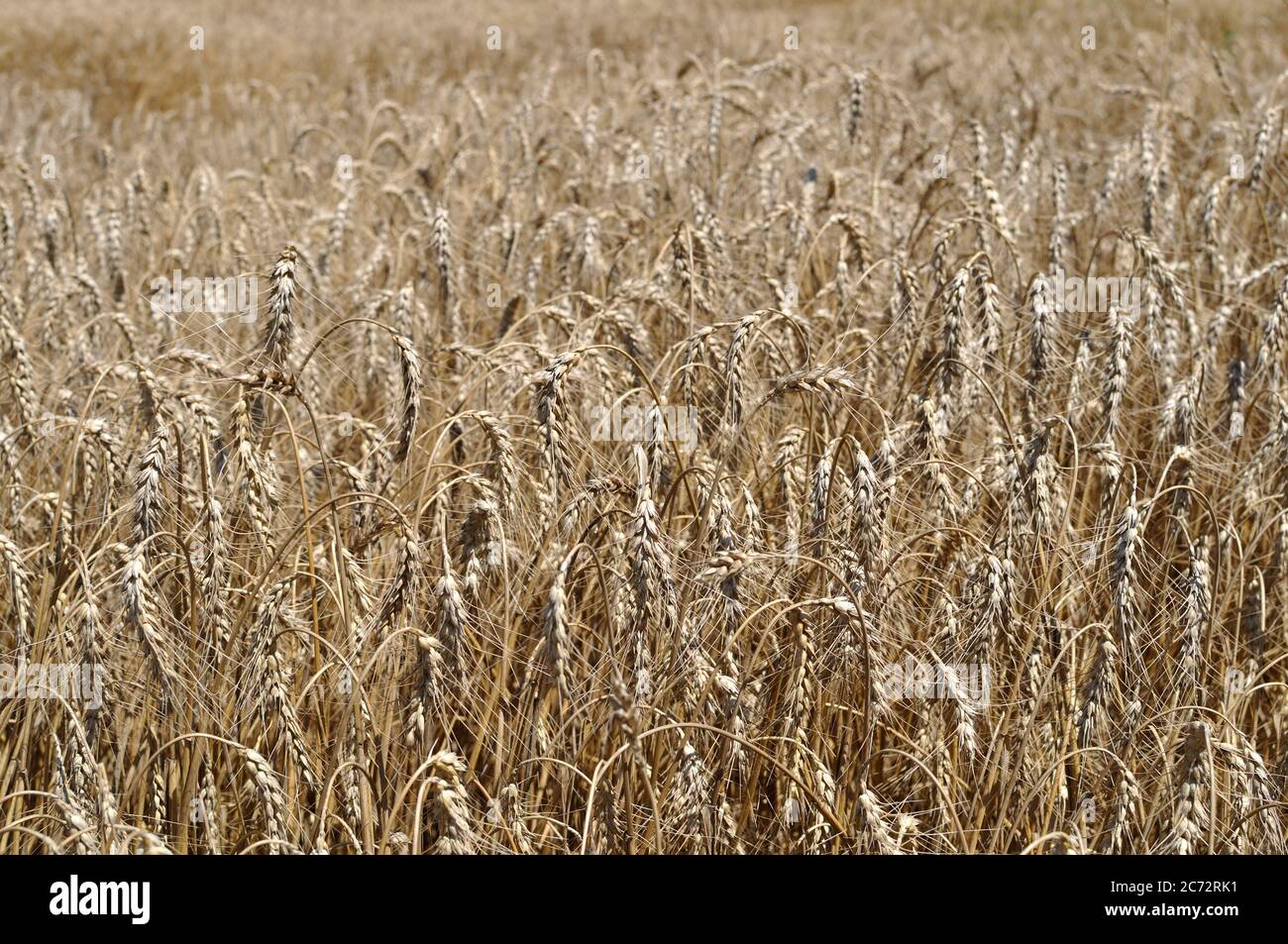 closeup of ripe wheat field ready for harvesting Stock Photo - Alamy