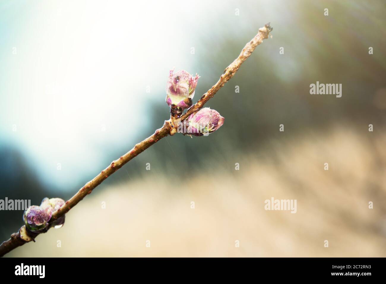 Elderberry buds throw out leaves. Early spring, the trees are in full ...