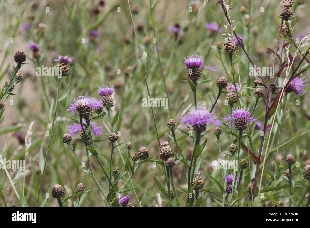 Closeup of pink flowers on meadow. Royalty free stock photo Stock Photo ...