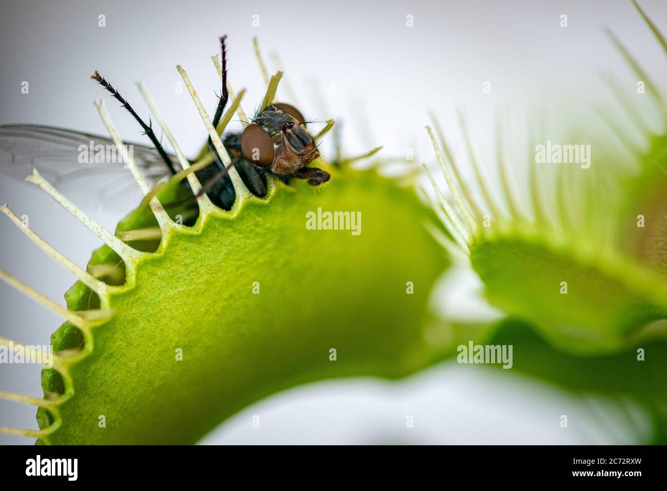 a close up photograph of a common green bottle fly insect caught inside ...