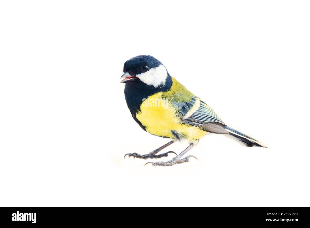 The Great tit (Parus major, male in breeding plumage) is shown in close ...