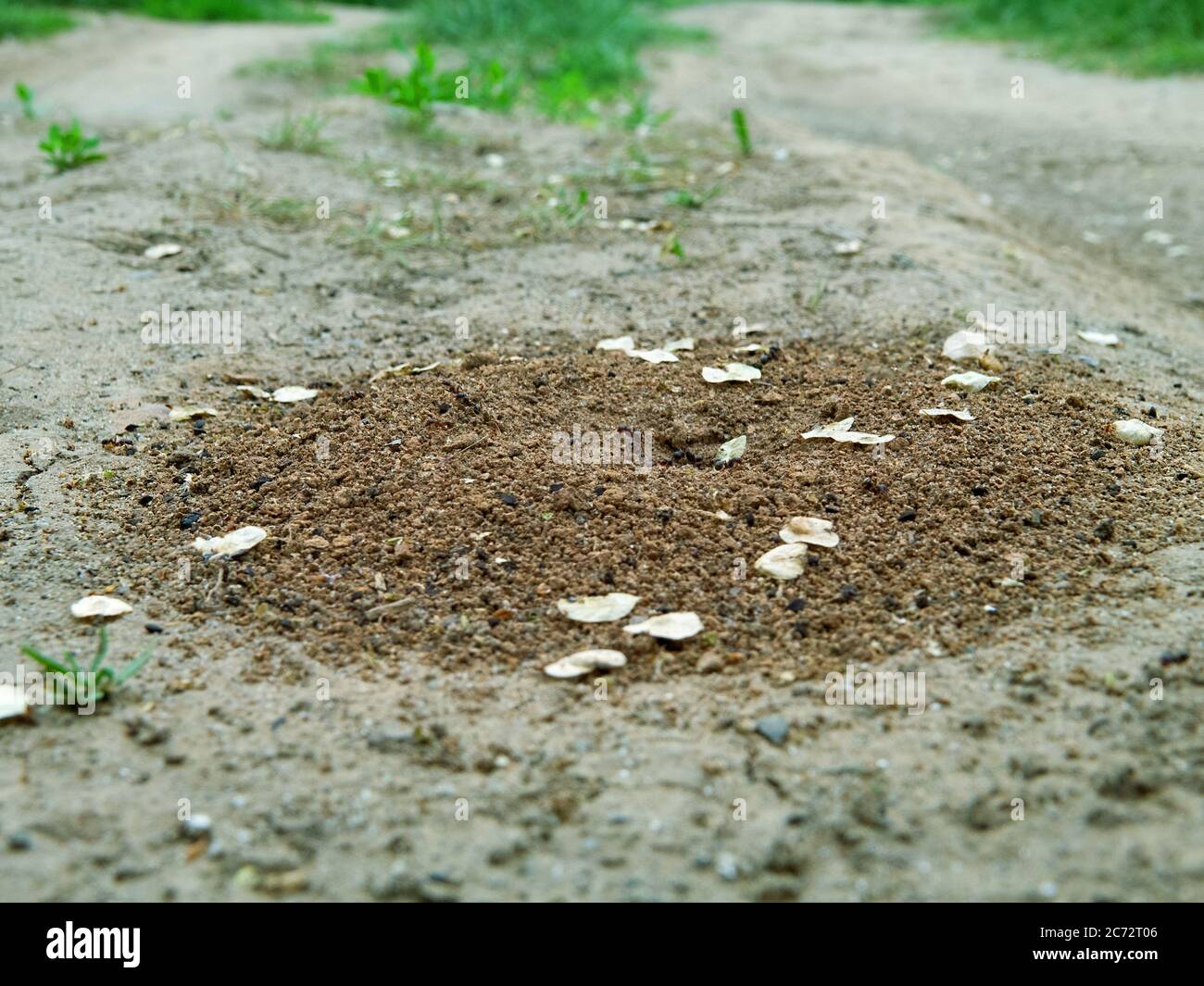 Swift runner ants (Cataglyphis) at entrance to underground anthill ...