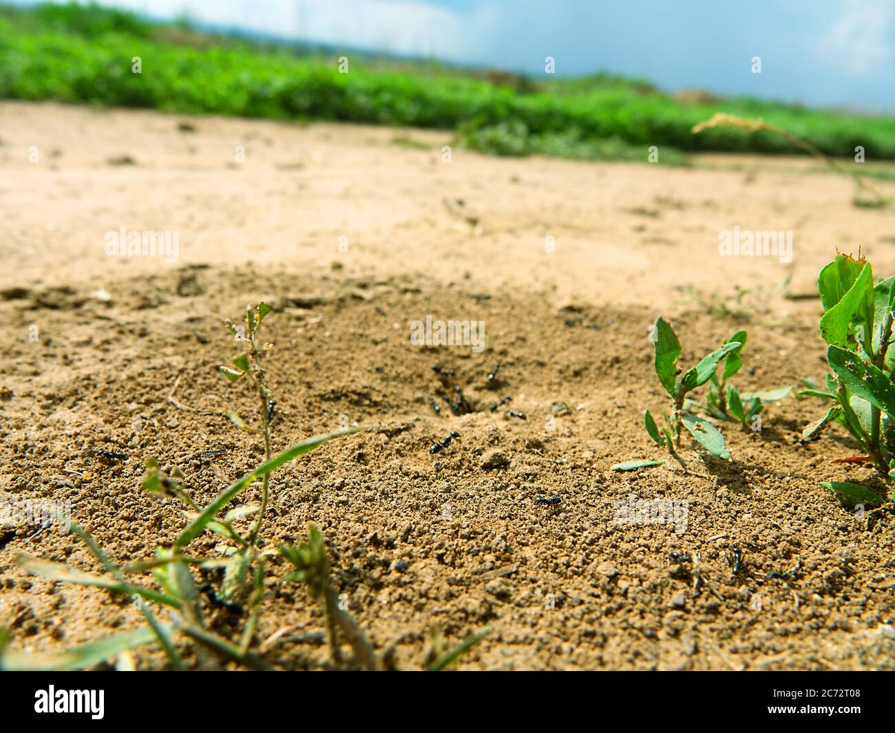 Swift runner ants (Cataglyphis) at entrance to underground anthill ...