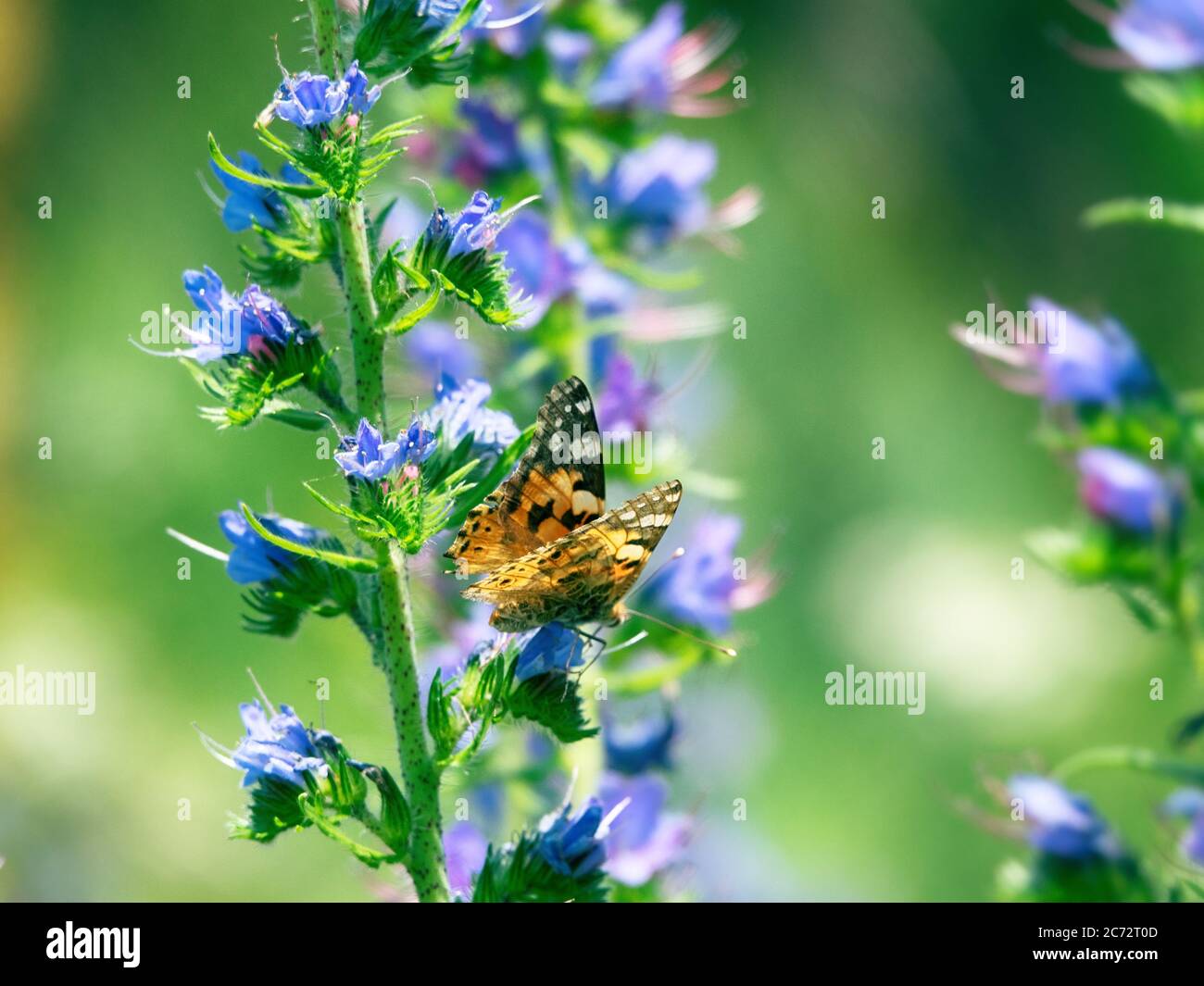 Viper's bugloss (Echium vulgare) inflorescence. Bruise known by many ...