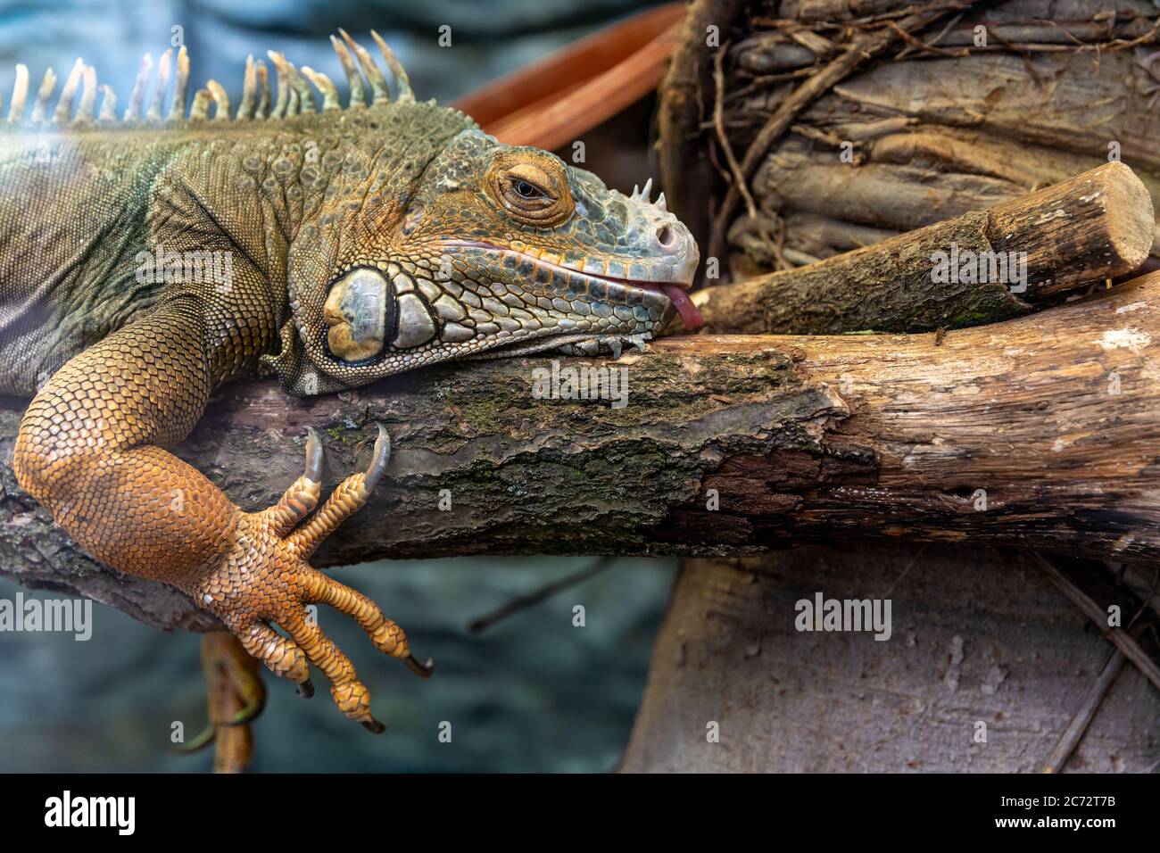 large monitor lizard resting on a tree branch Stock Photo - Alamy
