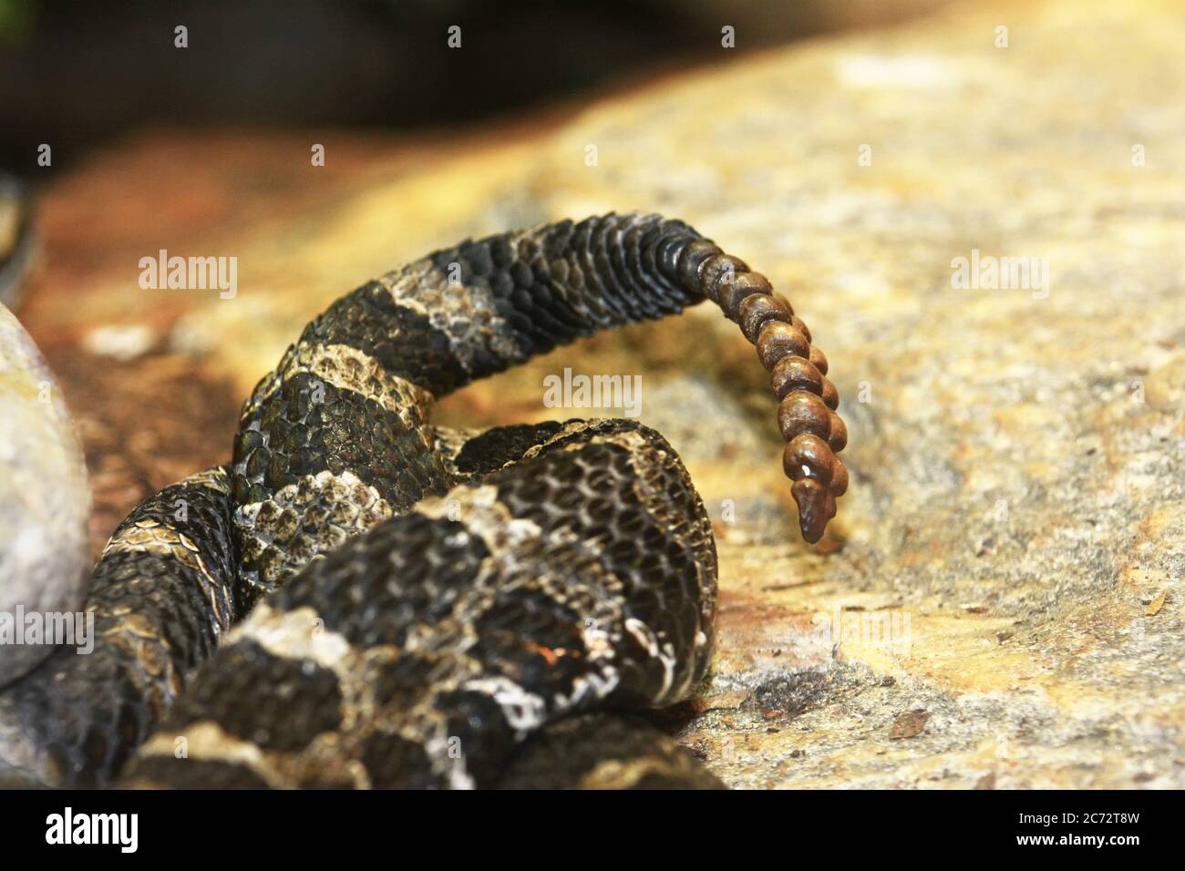 Coiled Rattle Snake High Resolution Stock Photography and Images - Alamy