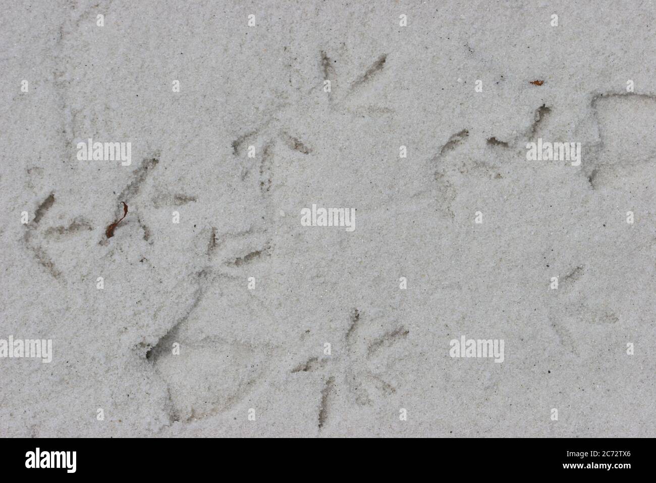 Bird foot tracks in a sandy beach with texture Stock Photo - Alamy