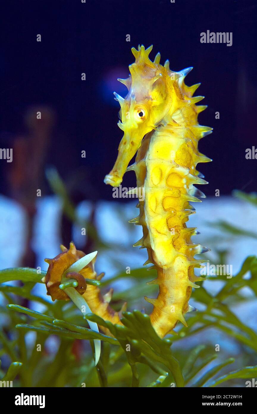 Yellow seaHorse, Close-up Stock Photo - Alamy