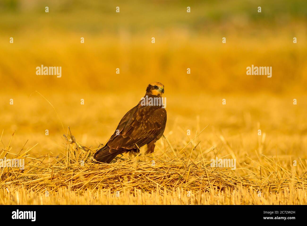 Wild bird. Yellow nature background. Bird: Western Marsh Harrier ...