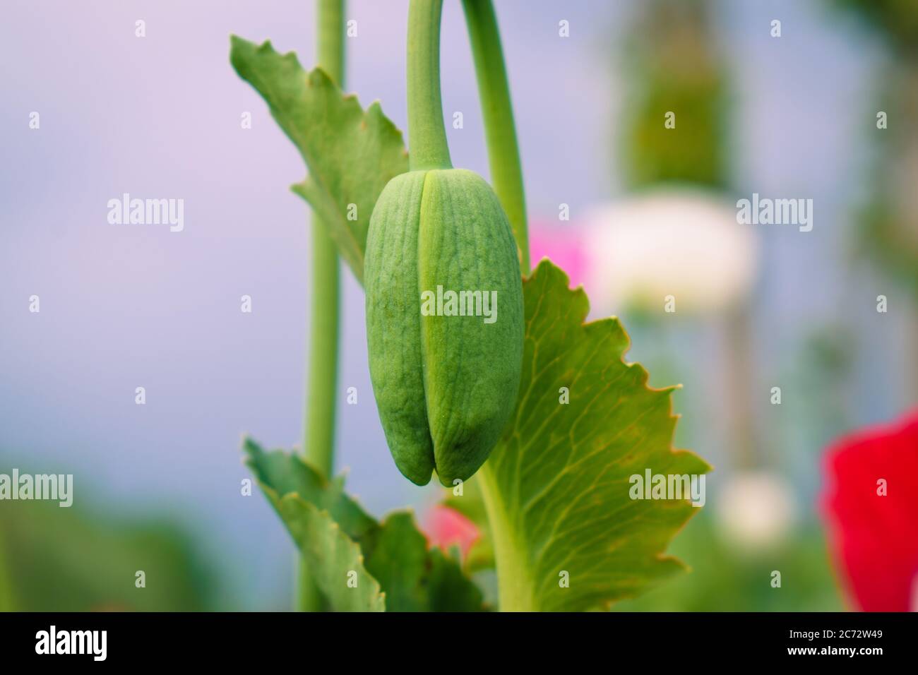 Opium poppy head production in Afghanistan. Afghan opium poppy ...