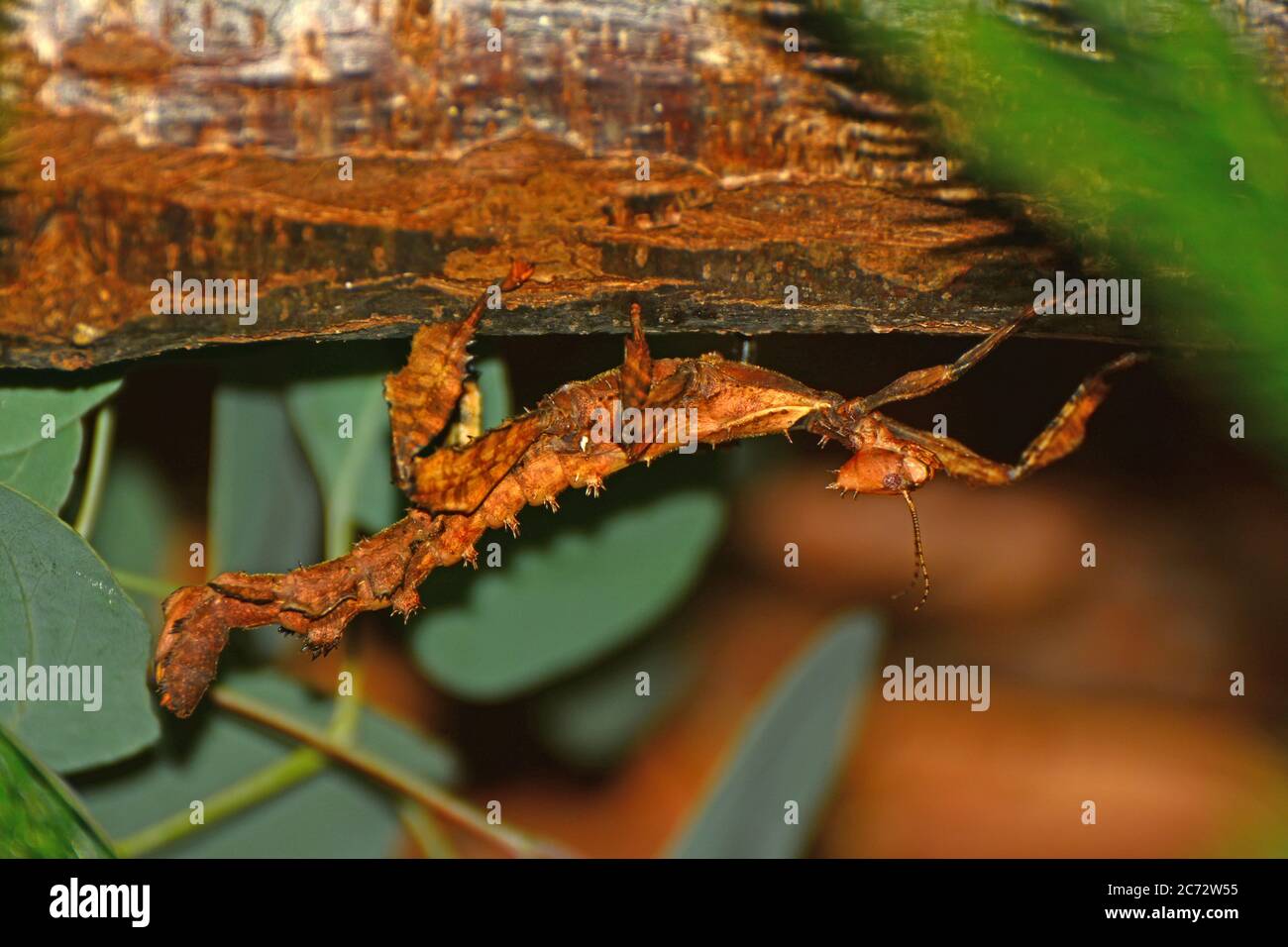 Walking stick insect camouflage hi-res stock photography and images - Alamy