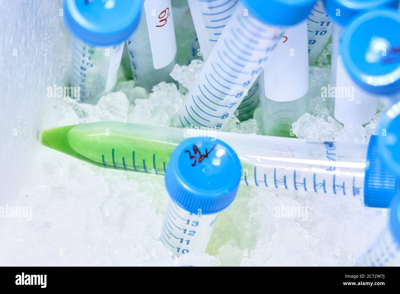 Plastic falcone test tubes with green liquid keep in the ice. Sample ...