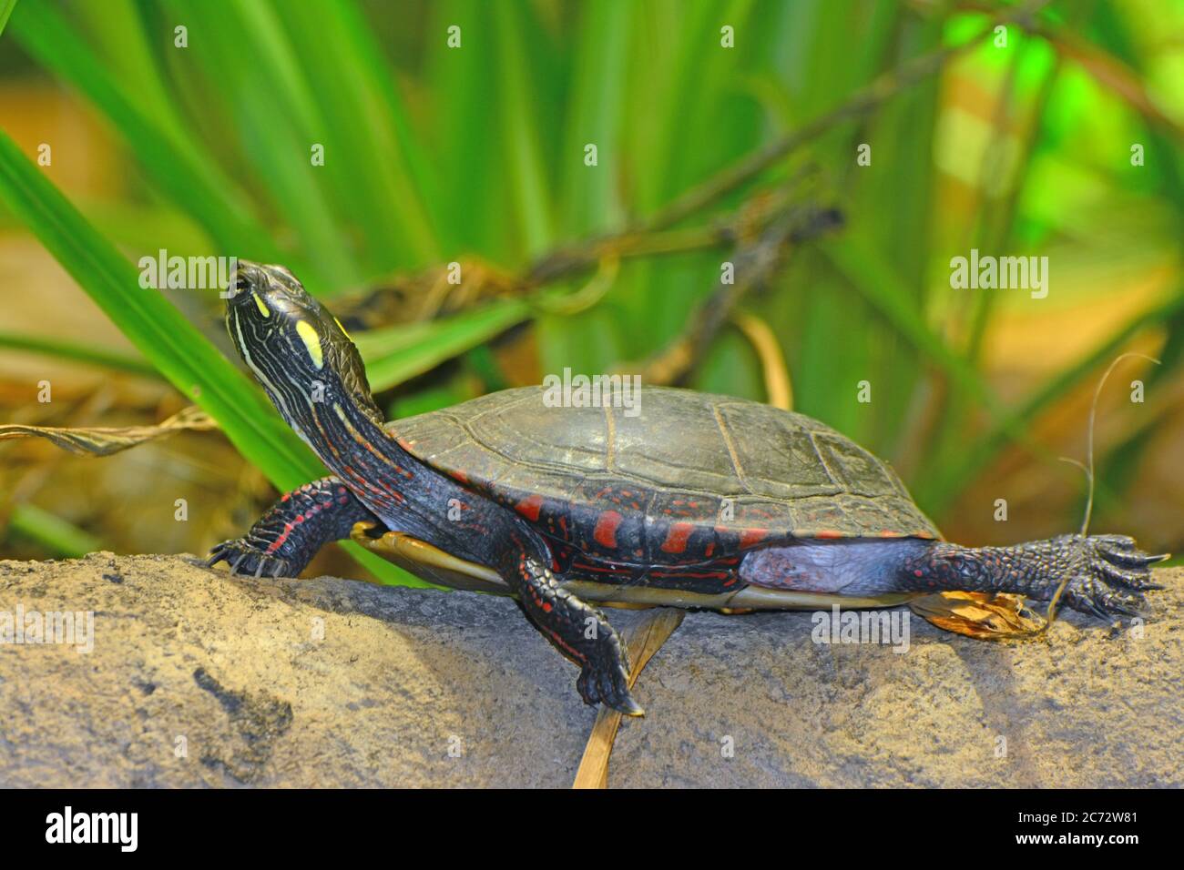 painted turtle (Chrysemys picta Stock Photo - Alamy