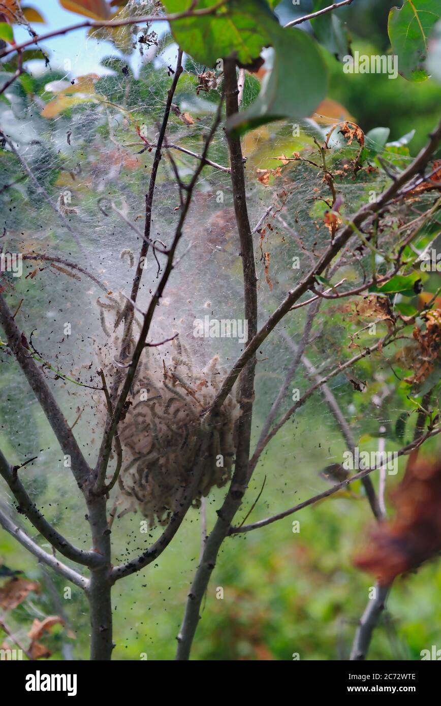 Webworms in nature hi-res stock photography and images - Alamy