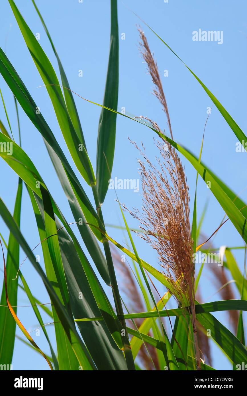 Tall rushes hi-res stock photography and images - Alamy