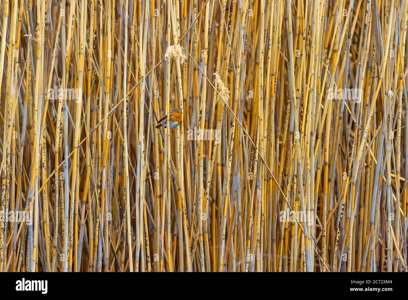 Cute bird Robin. Yellow reeds background. Bird: European Robin ...
