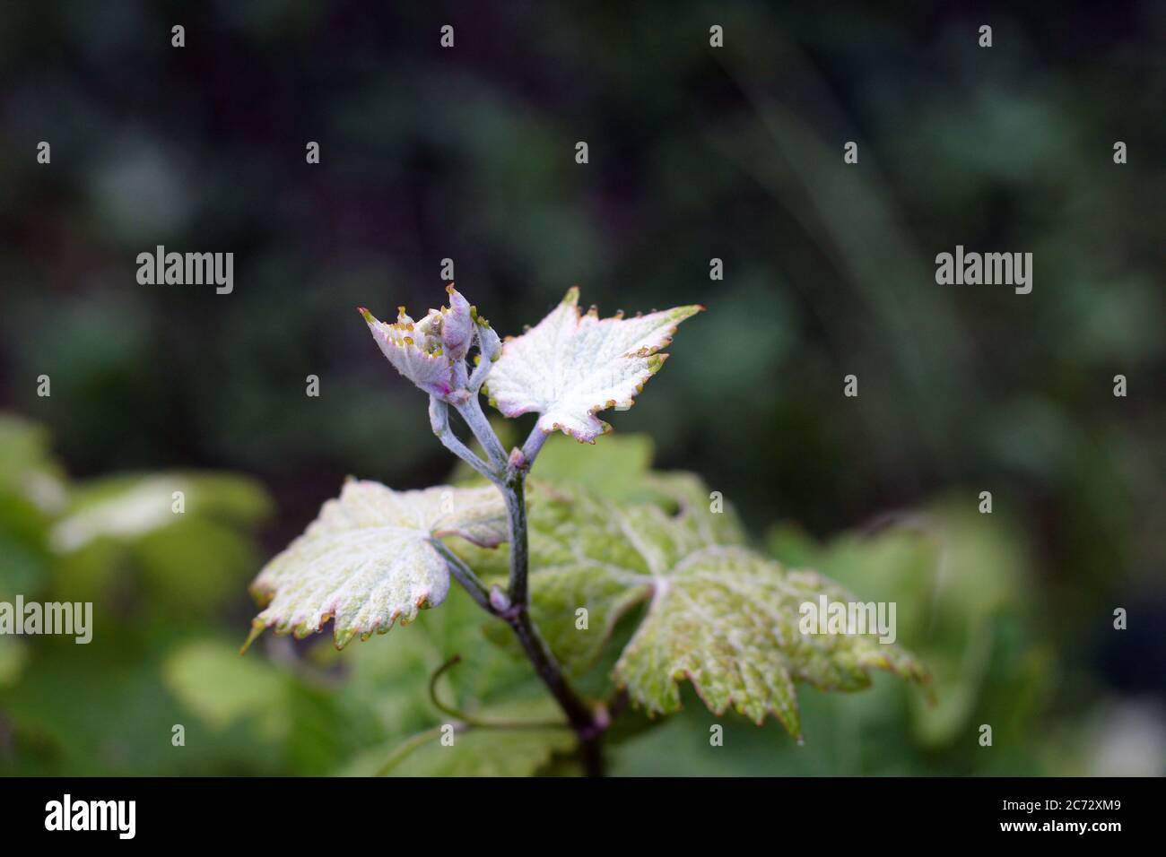 Pubescent High Resolution Stock Photography and Images - Alamy