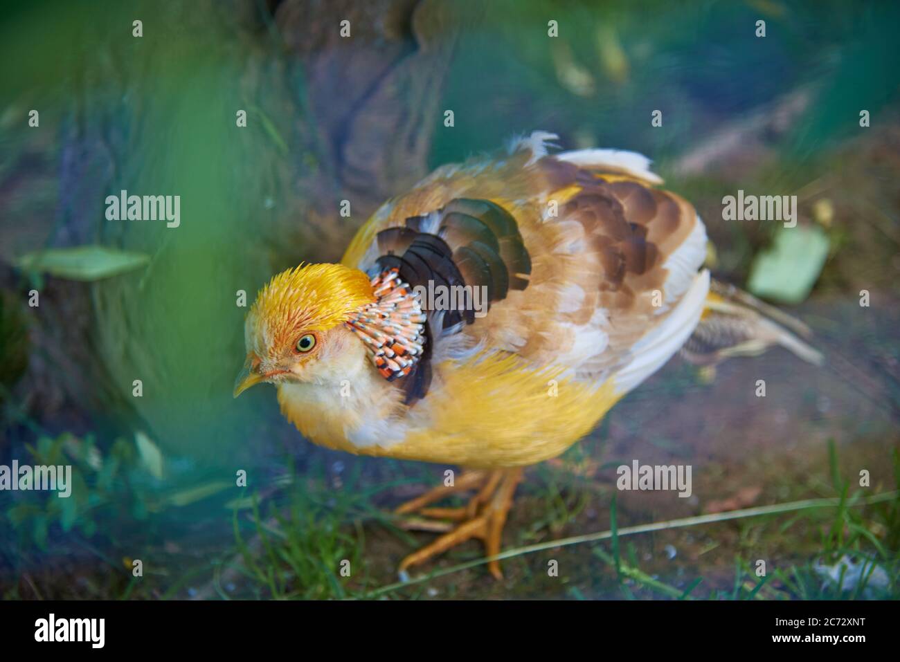 An exotic bird with bright plumage sits in the branches of trees Stock ...