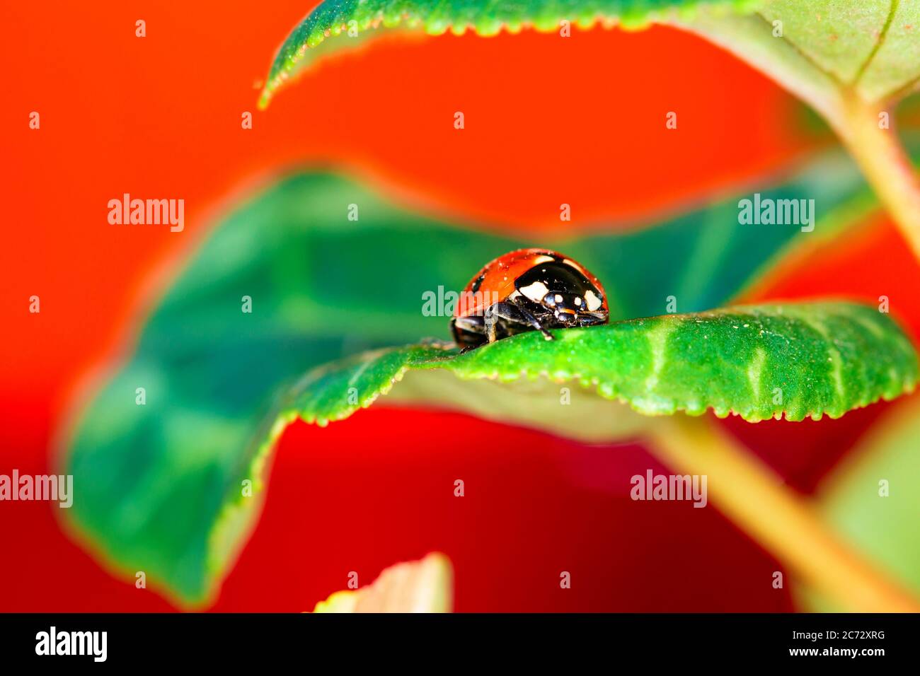 Cute lady bird. Natural red background. Ladybug Stock Photo - Alamy