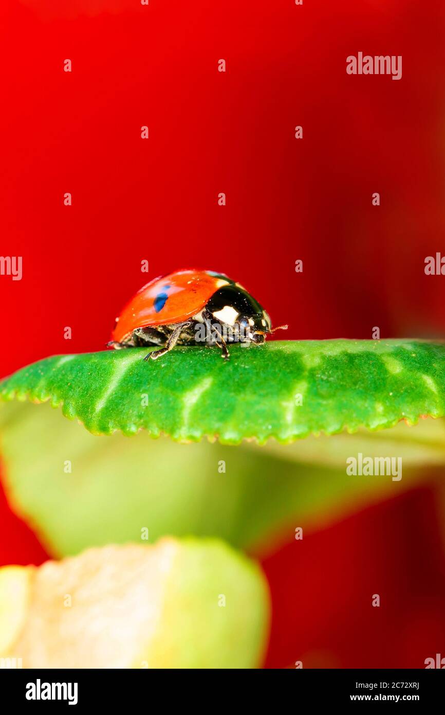 Cute lady bird. Natural red background. Ladybug Stock Photo - Alamy